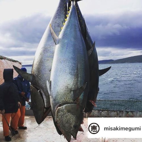 "Otoro" Blue Fin Tuna Sashimi - Frozen, Farmed in Turkey - Tradewind ...